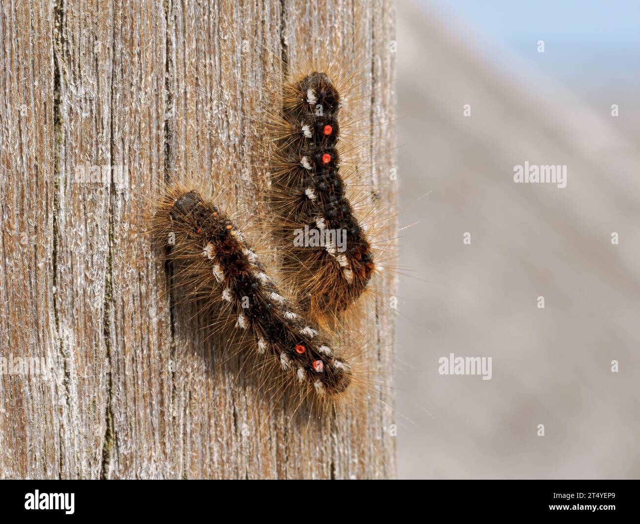 Brown tail Moth caterpillar, Euproctis chrysorrhoea, caterpillar on ...