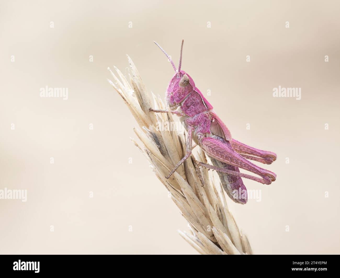 Field Grasshopper, Chorthippus brunneus, A rare pink nymph, showing ...