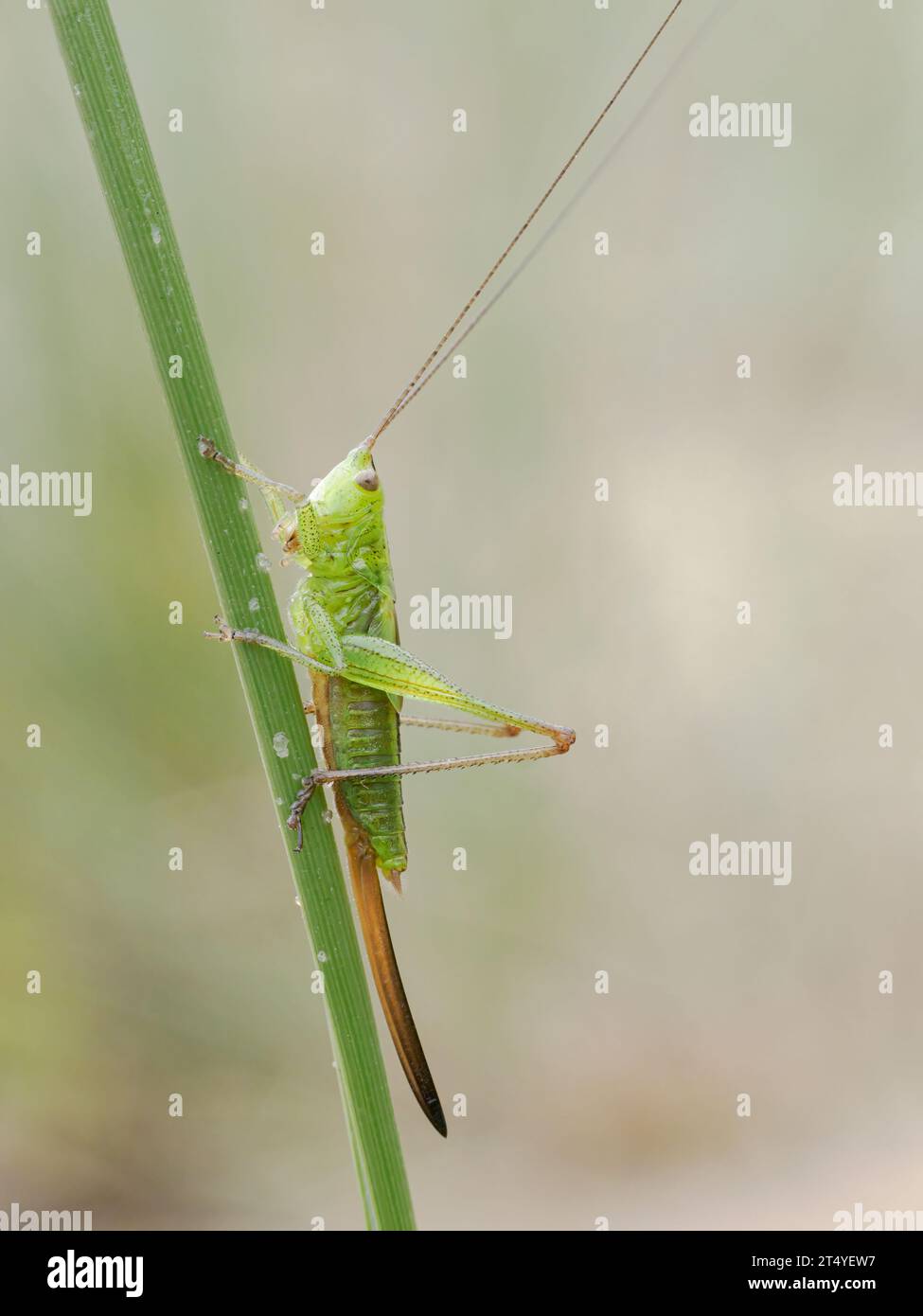 Long winged Cone head Stock Photo - Alamy