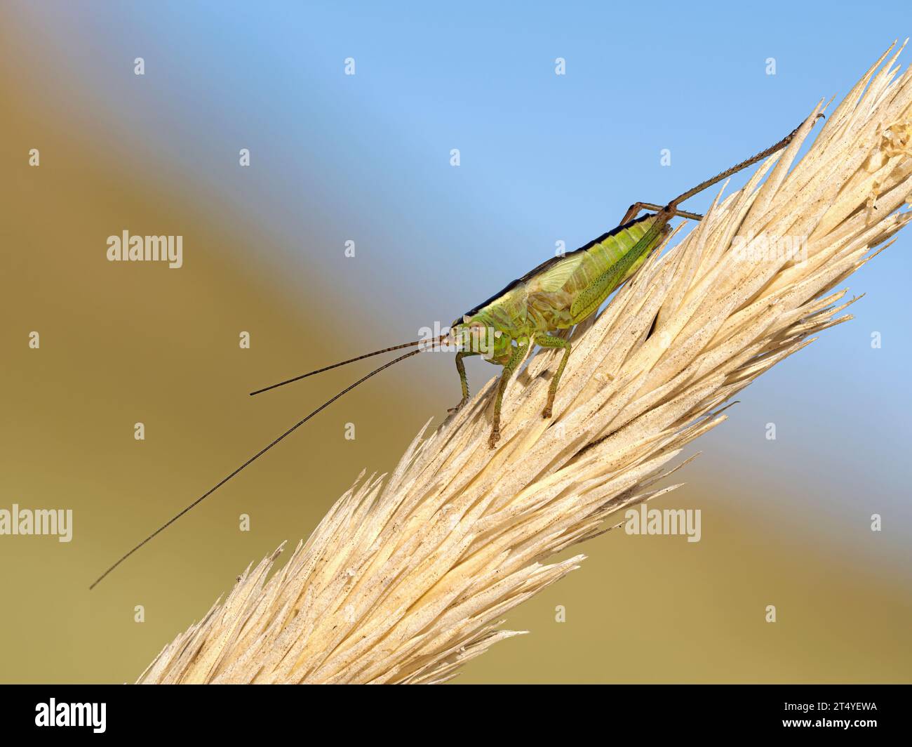 Long winged cone head hi-res stock photography and images - Alamy