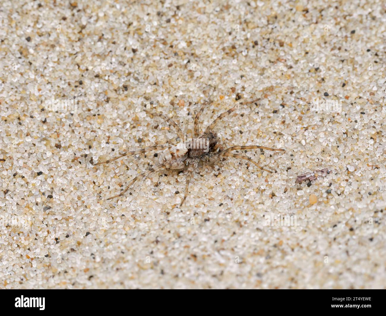 Sand Bear Wolf Spider, Arctosa perita, adult on sandy beach Coastal ...