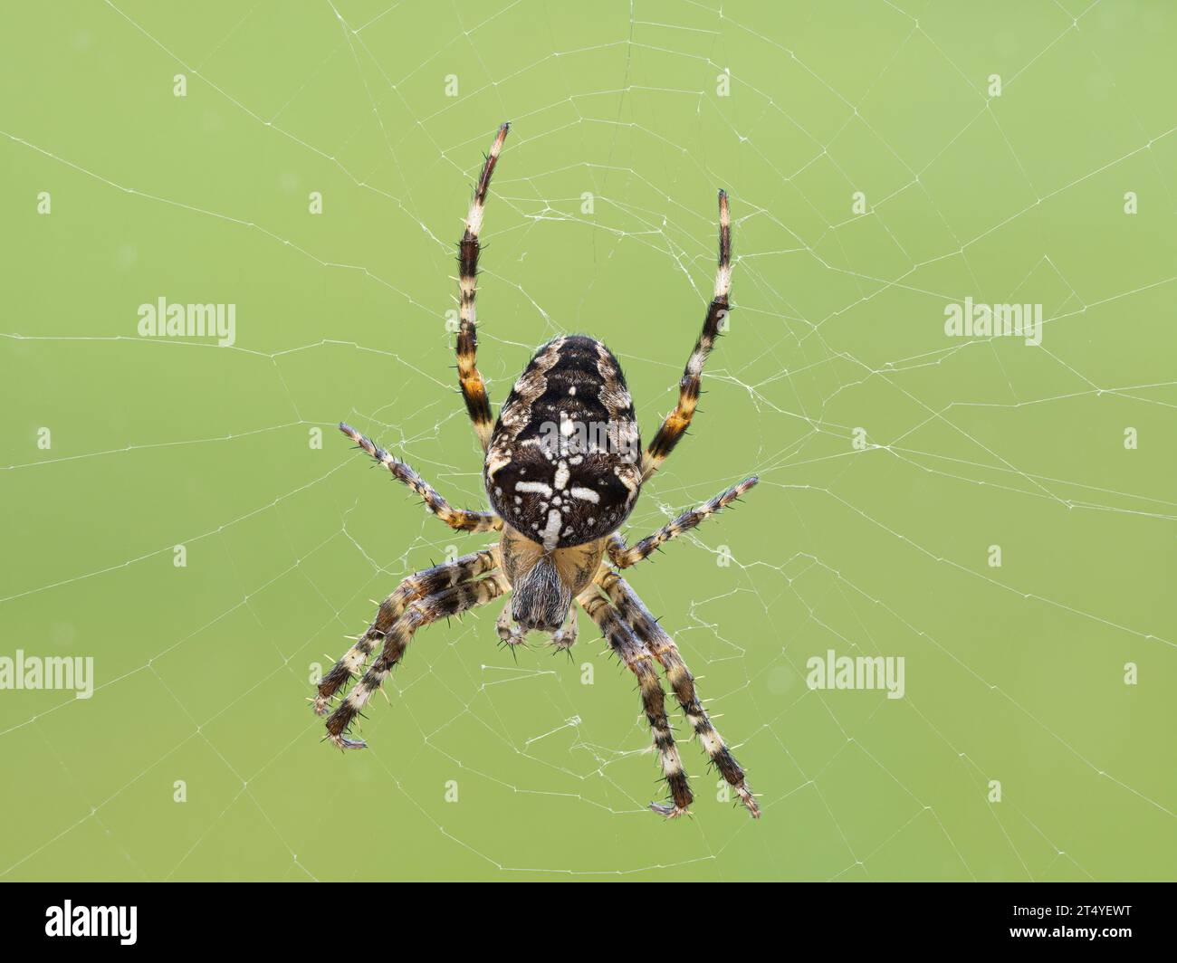 Garden cross Spider Stock Photo - Alamy