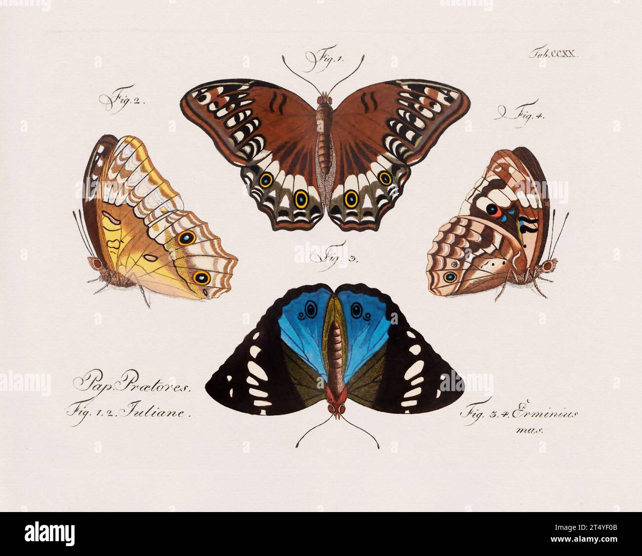 Antique scientific butterfly illustration from around 1800, notable for ...