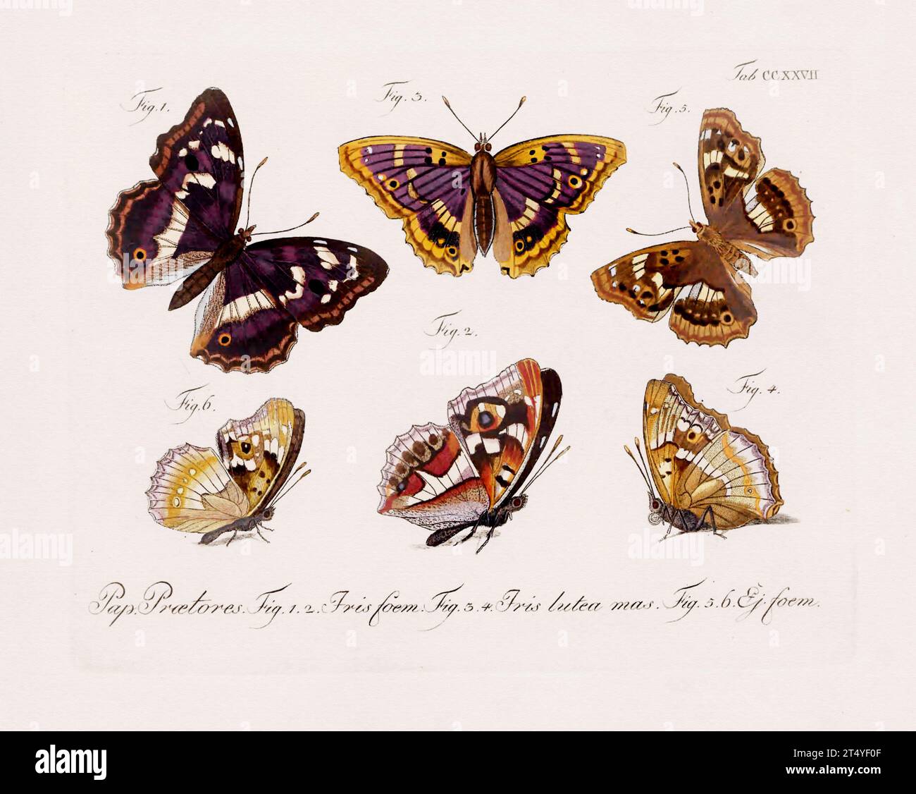 Antique scientific butterfly illustration from 1806, notable for its ...