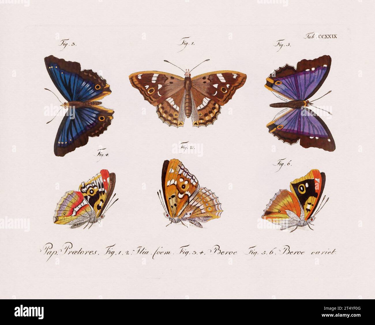 Antique scientific butterfly illustration from 1806, notable for its ...