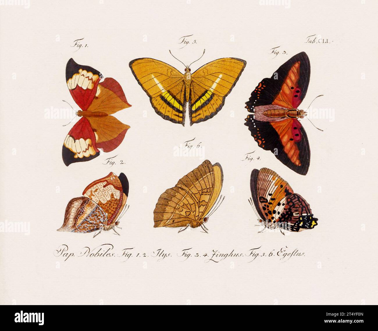 Antique scientific butterfly illustration from around 1800, notable for ...