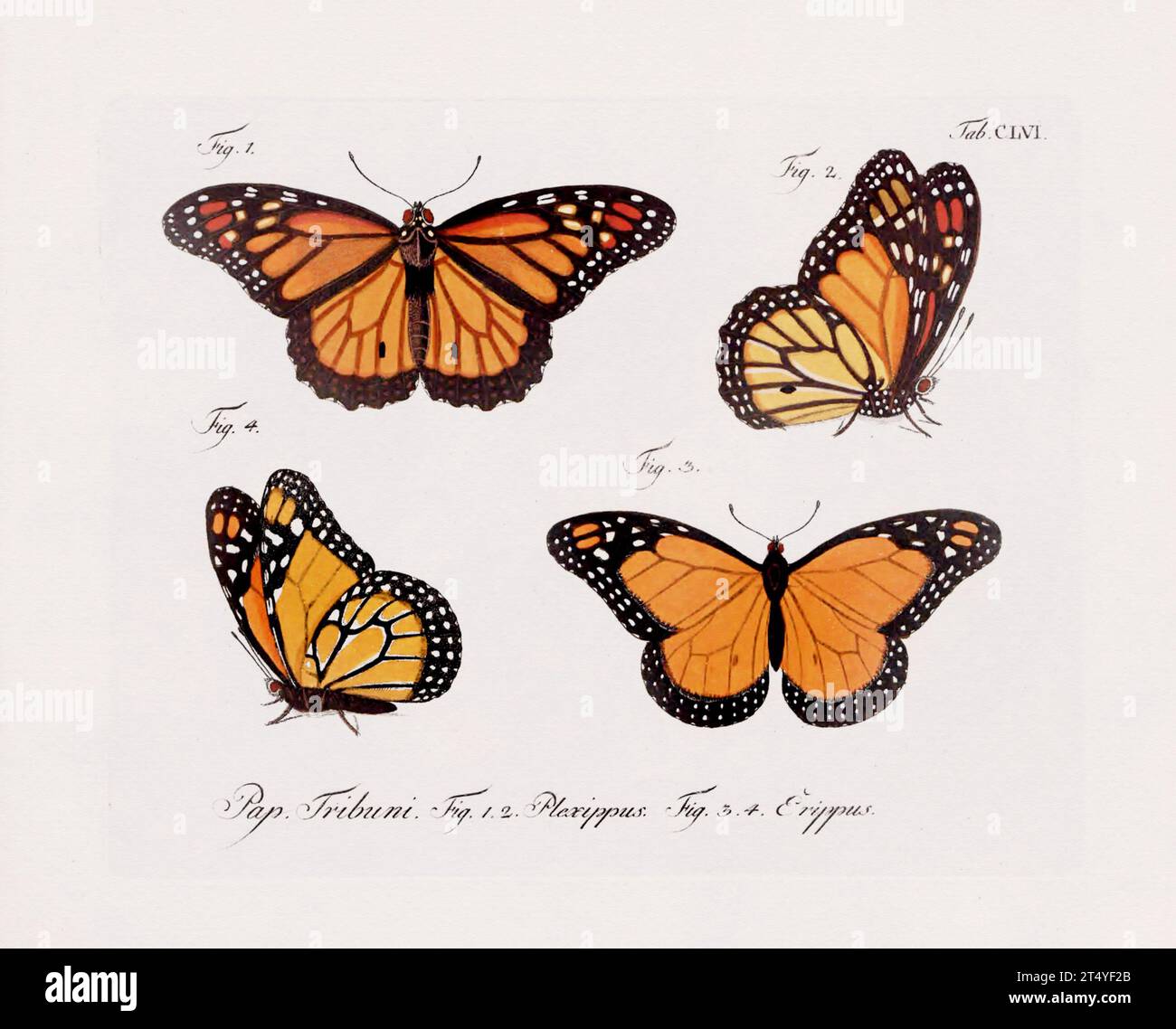 Antique scientific butterfly illustration from around 1800, notable for ...