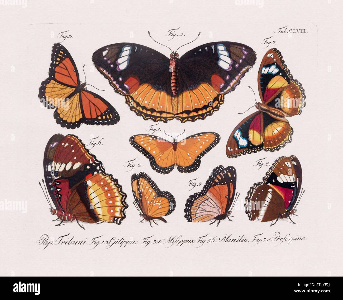 Antique scientific butterfly illustration from around 1800, notable for ...