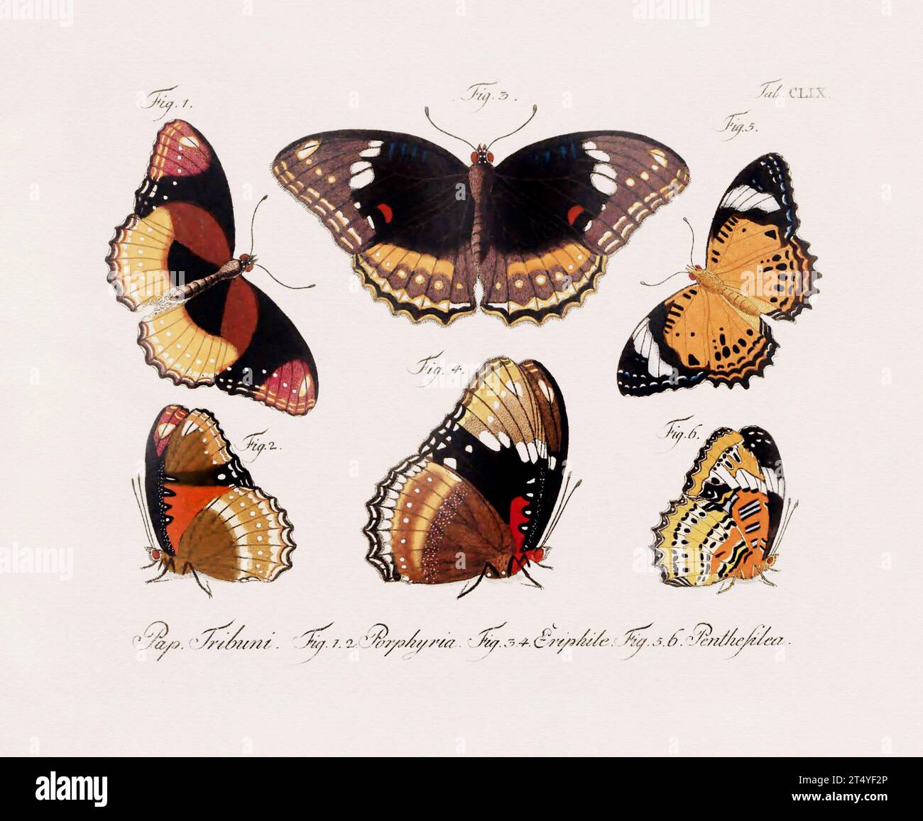 Antique scientific butterfly illustration from around 1800, notable for ...