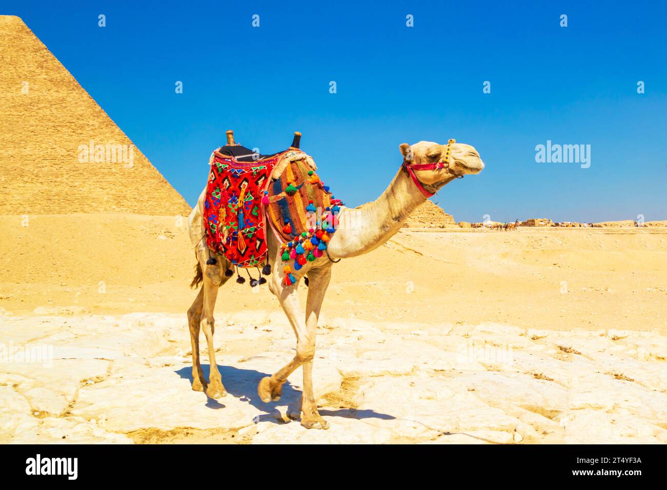 Dressed camel near the Pyramid of Khafre. Great Egyptian pyramids. Giza ...