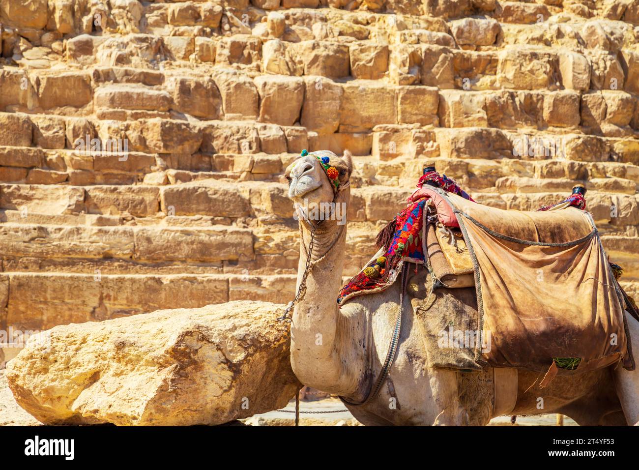 Dressed camel near the Pyramid of Khafre. Great Egyptian pyramids. Giza ...