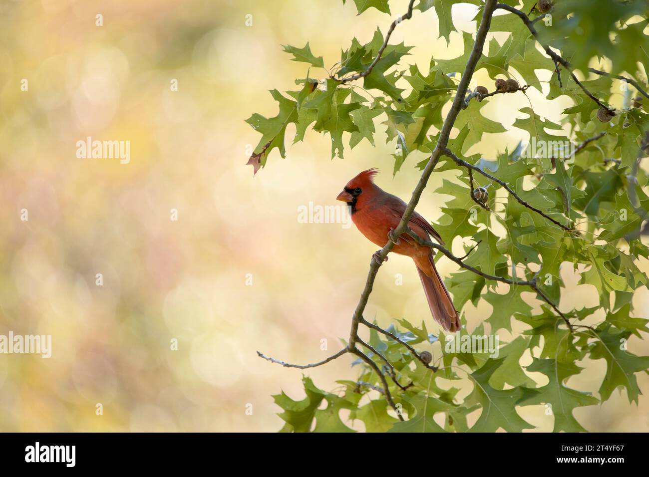 Side view of a red cardinal bird perching in an oak tree with blurred ...
