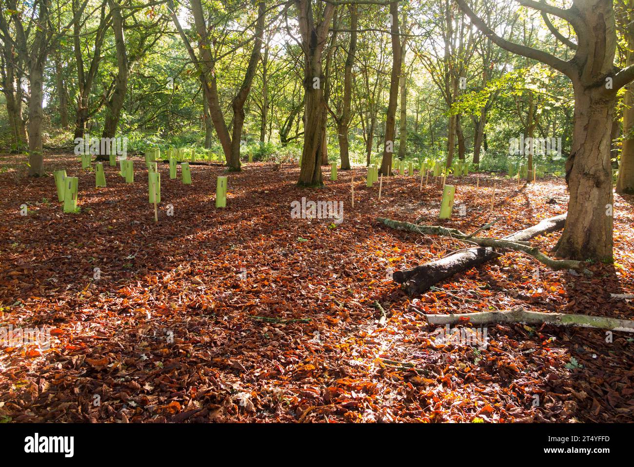 Woodland Gardens: Autumn old, & newly planted trees. Bushy Park ...