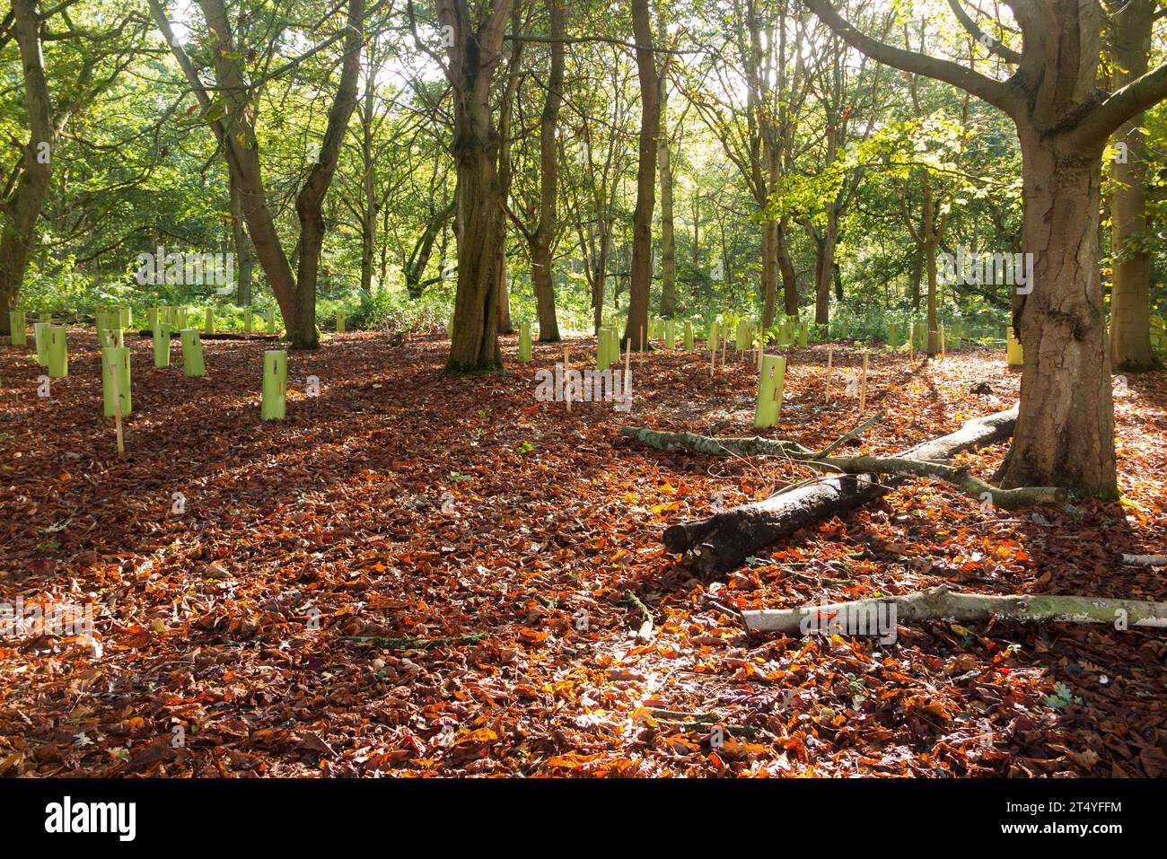 Woodland Gardens: Autumn old, & newly planted trees. Bushy Park ...