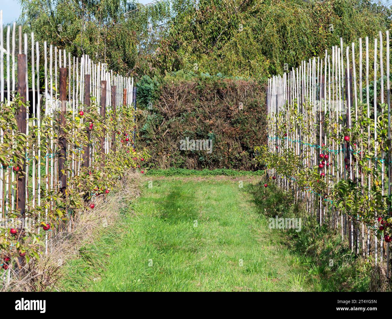 Gepfropft hi-res stock photography and images - Alamy