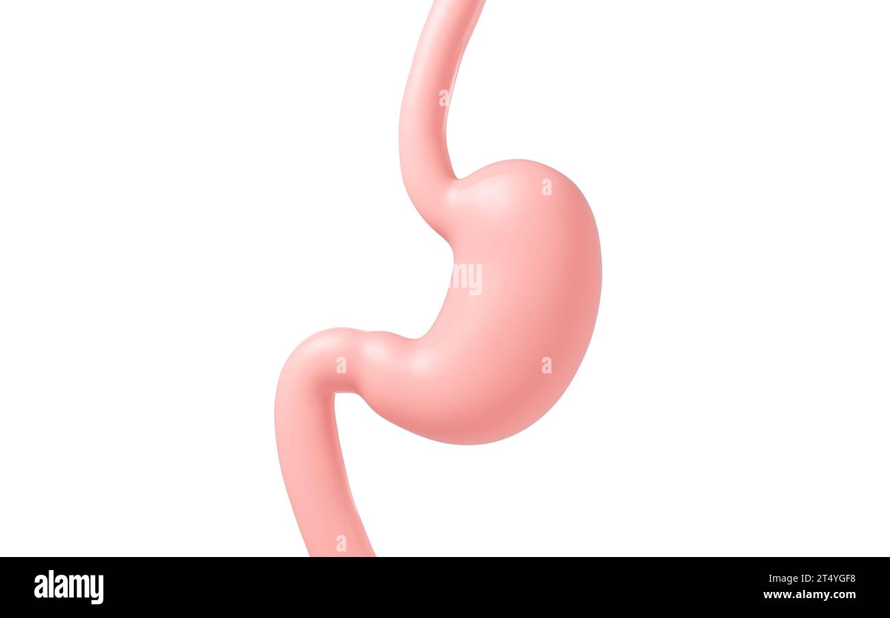 Human internal stomach anatomy, 3d rendering. 3D illustration Stock ...
