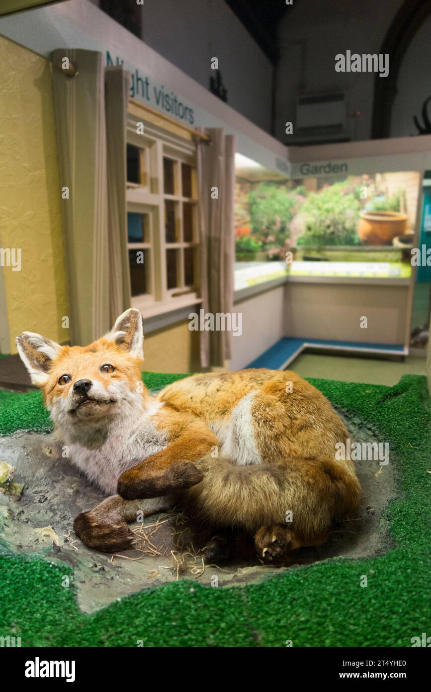 Fox taxidermy hi-res stock photography and images - Alamy