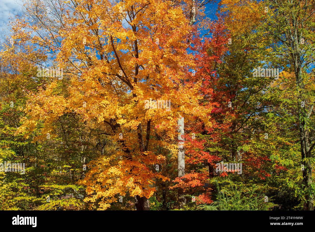 Fall colors in the Blue Ridge Mountains Stock Photo - Alamy