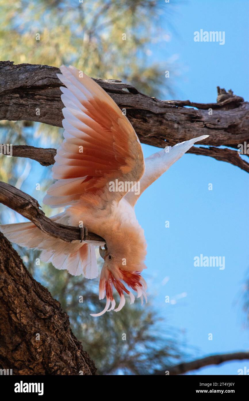 Major mitchells cockatoo flying hi-res stock photography and images - Alamy