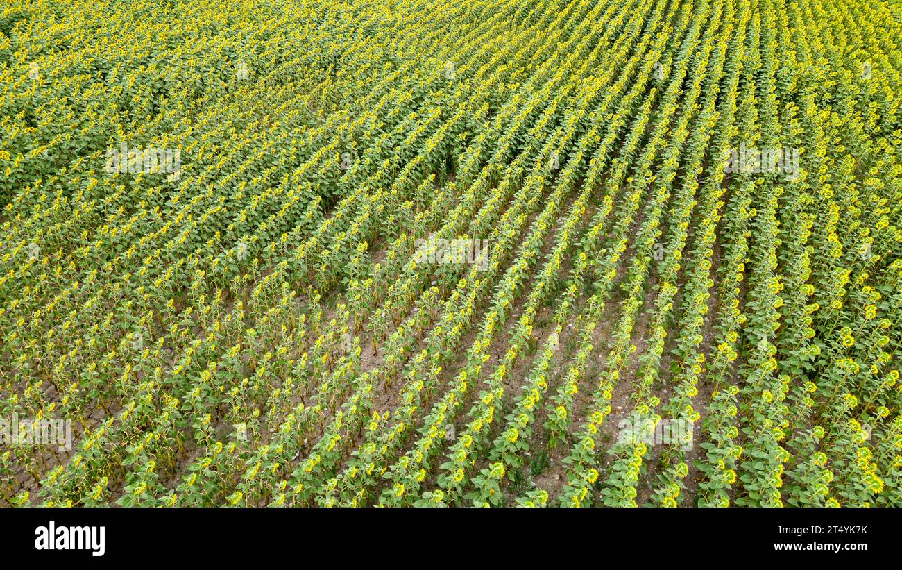 Aerial view sunflower field sunset hi-res stock photography and images ...