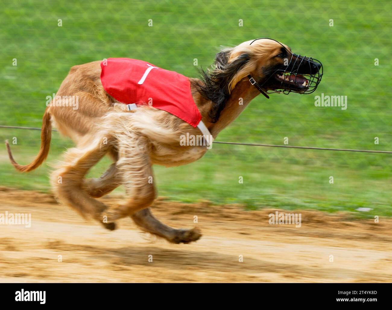 Hund hunderassen hi-res stock photography and images - Alamy