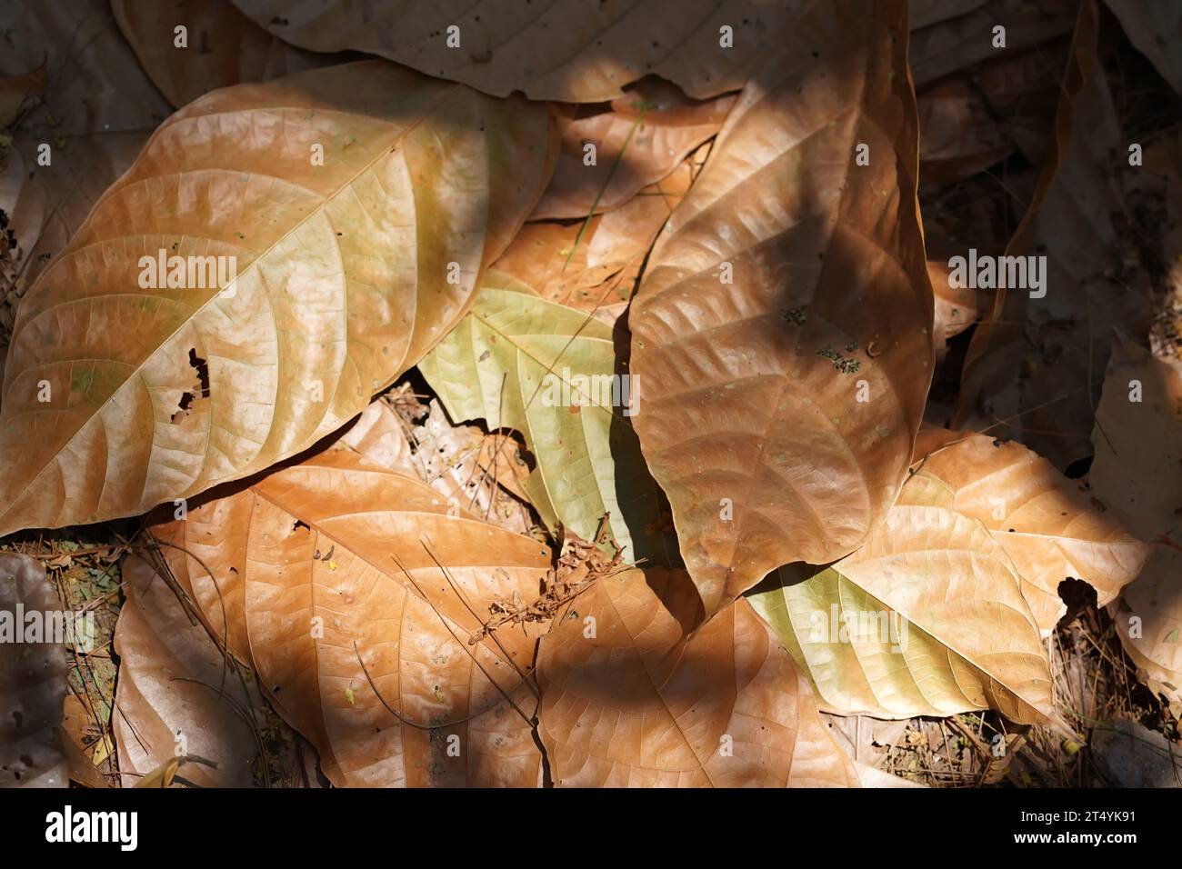 A pile of brown and yellow leaves lying on the ground in Tulungagung ...