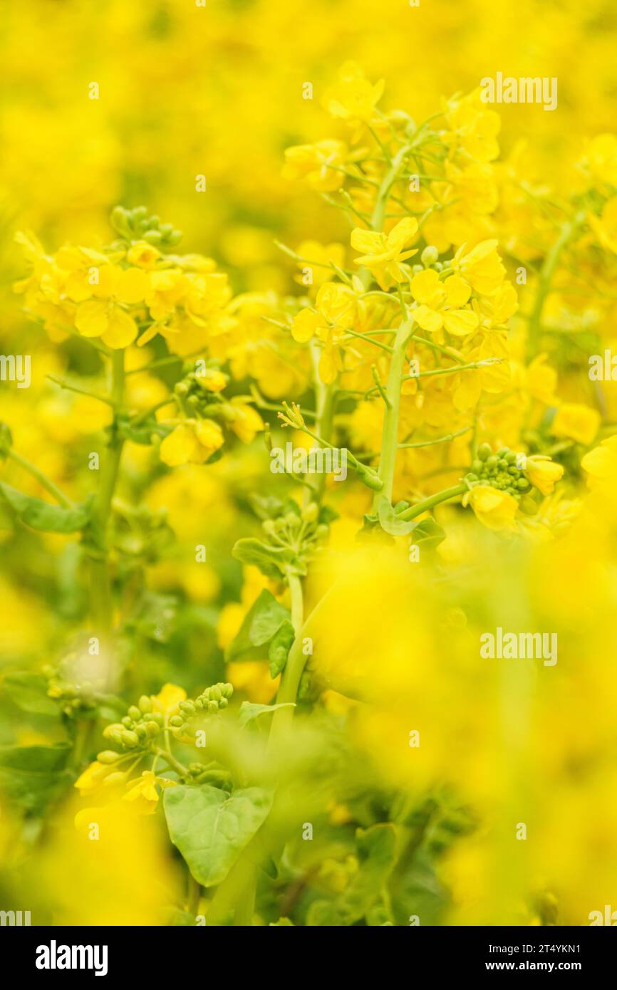 Yellow rapeseed flowers blossoming in indoor garden Stock Photo - Alamy