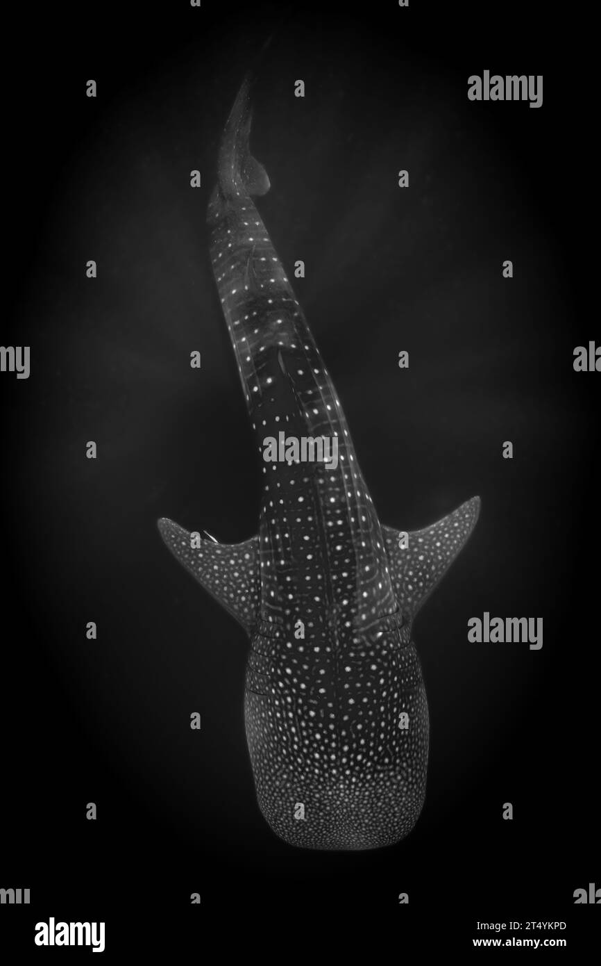 Nosy be scuba diving Indian Ocean Stock Photo - Alamy