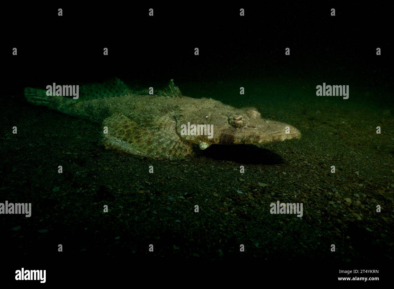 Nosy be scuba diving Indian Ocean Stock Photo - Alamy