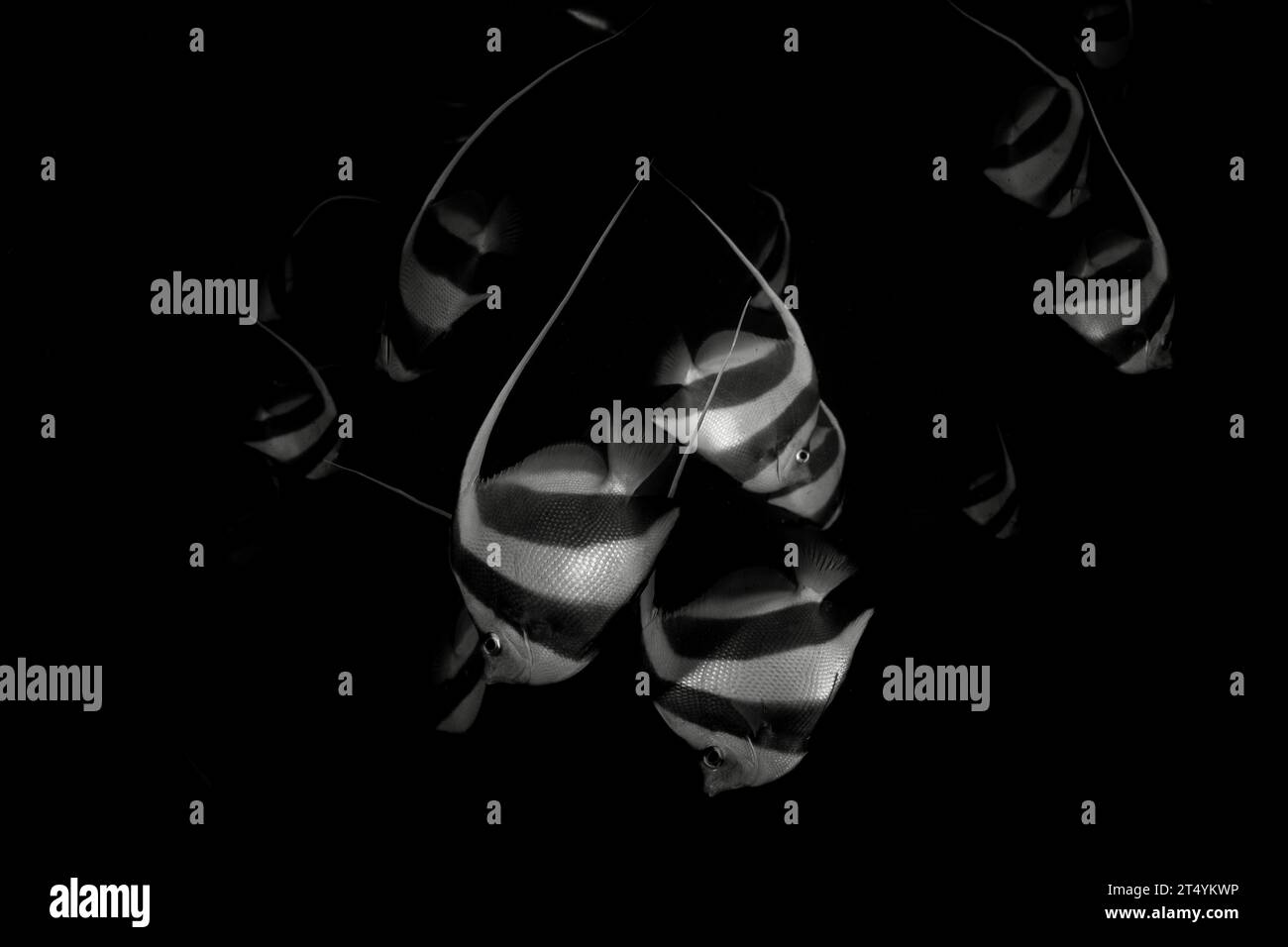 Nosy be scuba diving Indian Ocean Stock Photo - Alamy