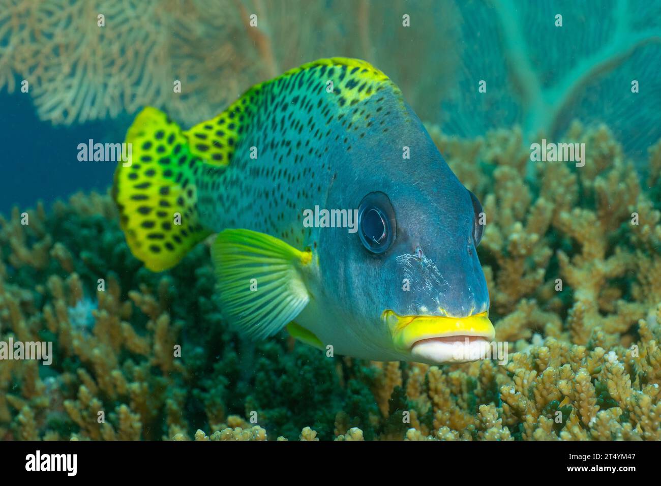 Nosy be scuba diving Indian Ocean Stock Photo - Alamy