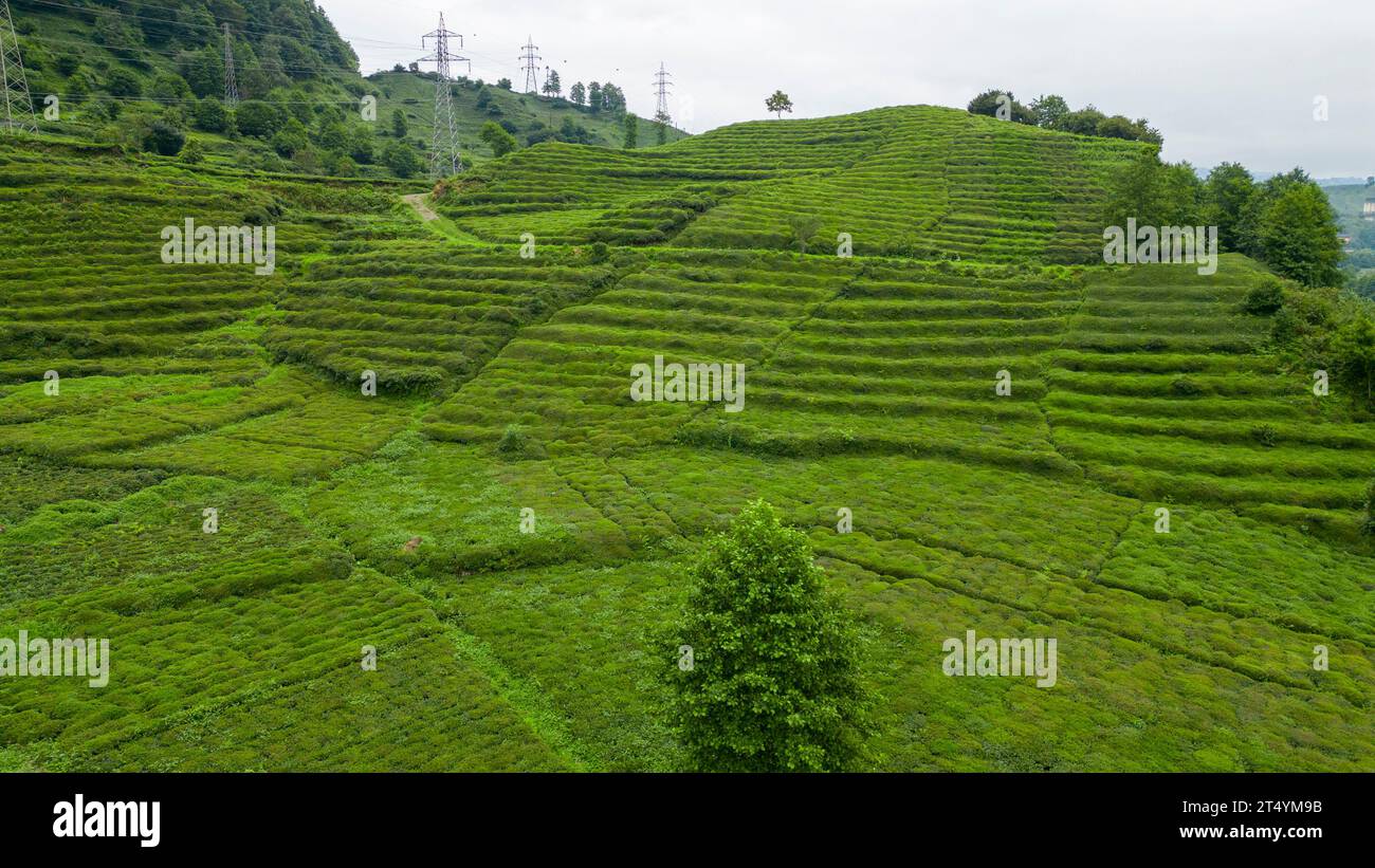 Tea field. Tea field planted on hillsides ready for harvest. Aerial ...