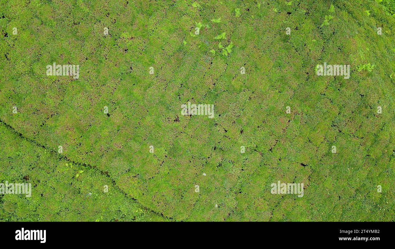 Planted on hillsides hi-res stock photography and images - Alamy