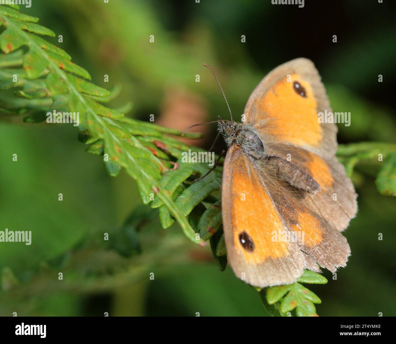Gatekeeper Butterfly(Pyronia tithonus Stock Photo - Alamy