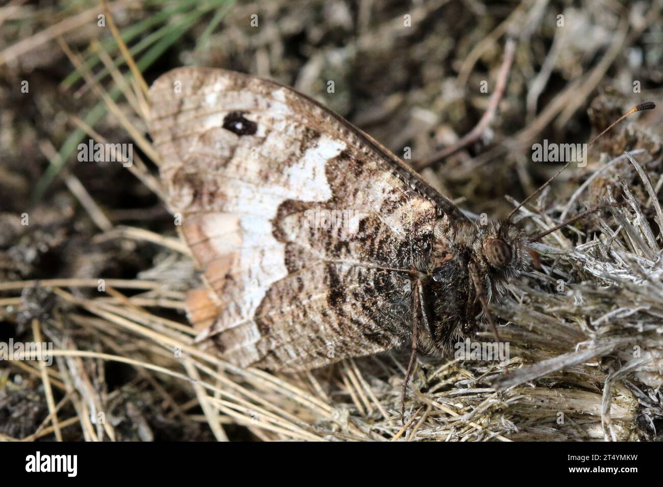 Grayling Butterfly (Hipparchia semele Stock Photo - Alamy