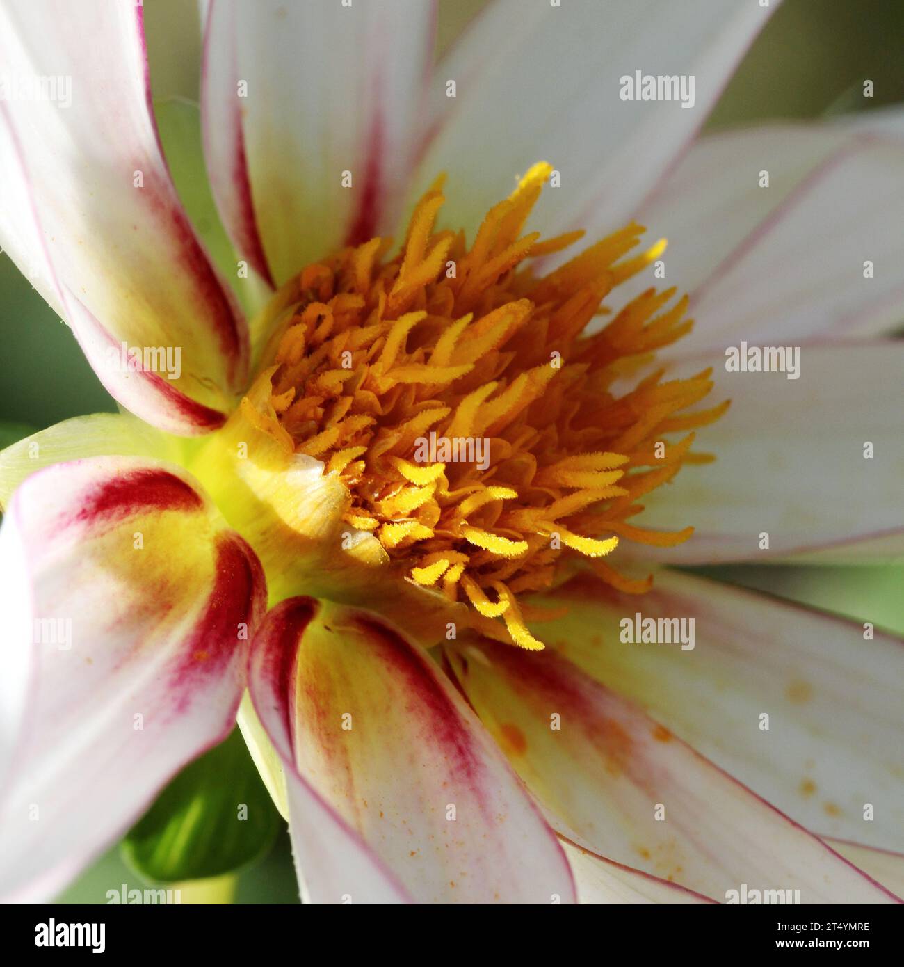 Open dahlia bloom hi-res stock photography and images - Alamy