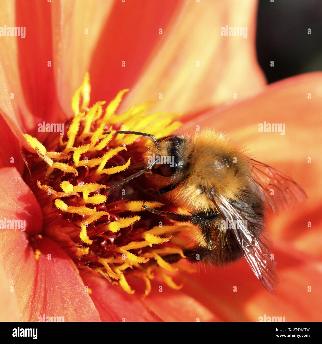 Carder bee hi-res stock photography and images - Alamy