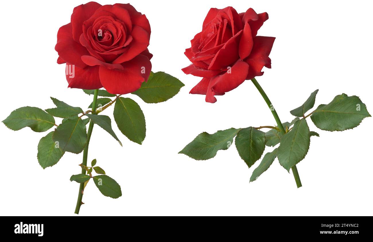red rose with leaves, timeless symbol of love and affection, deep ...