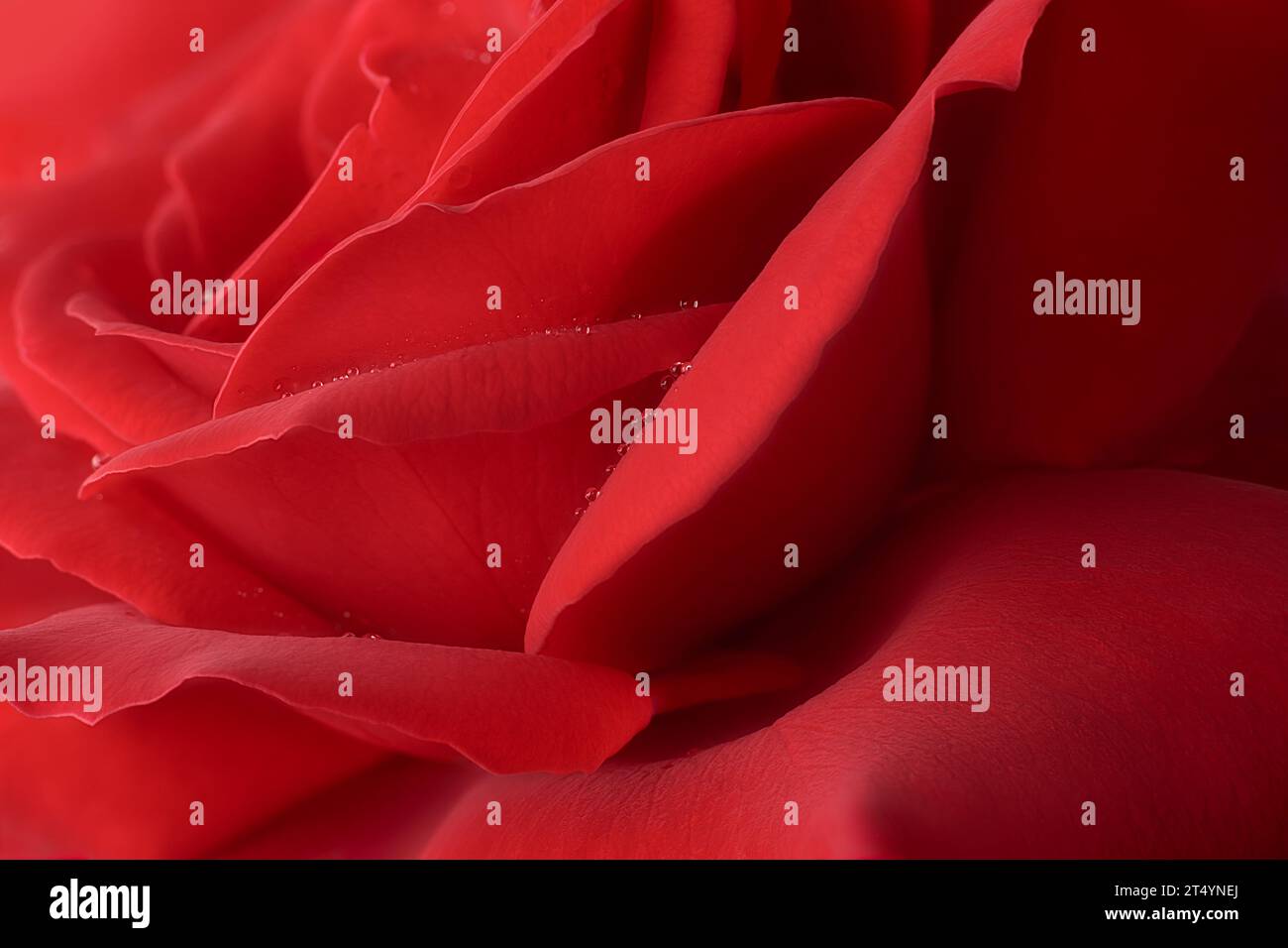 close-up macro view of red rose, timeless symbol of love and affection ...