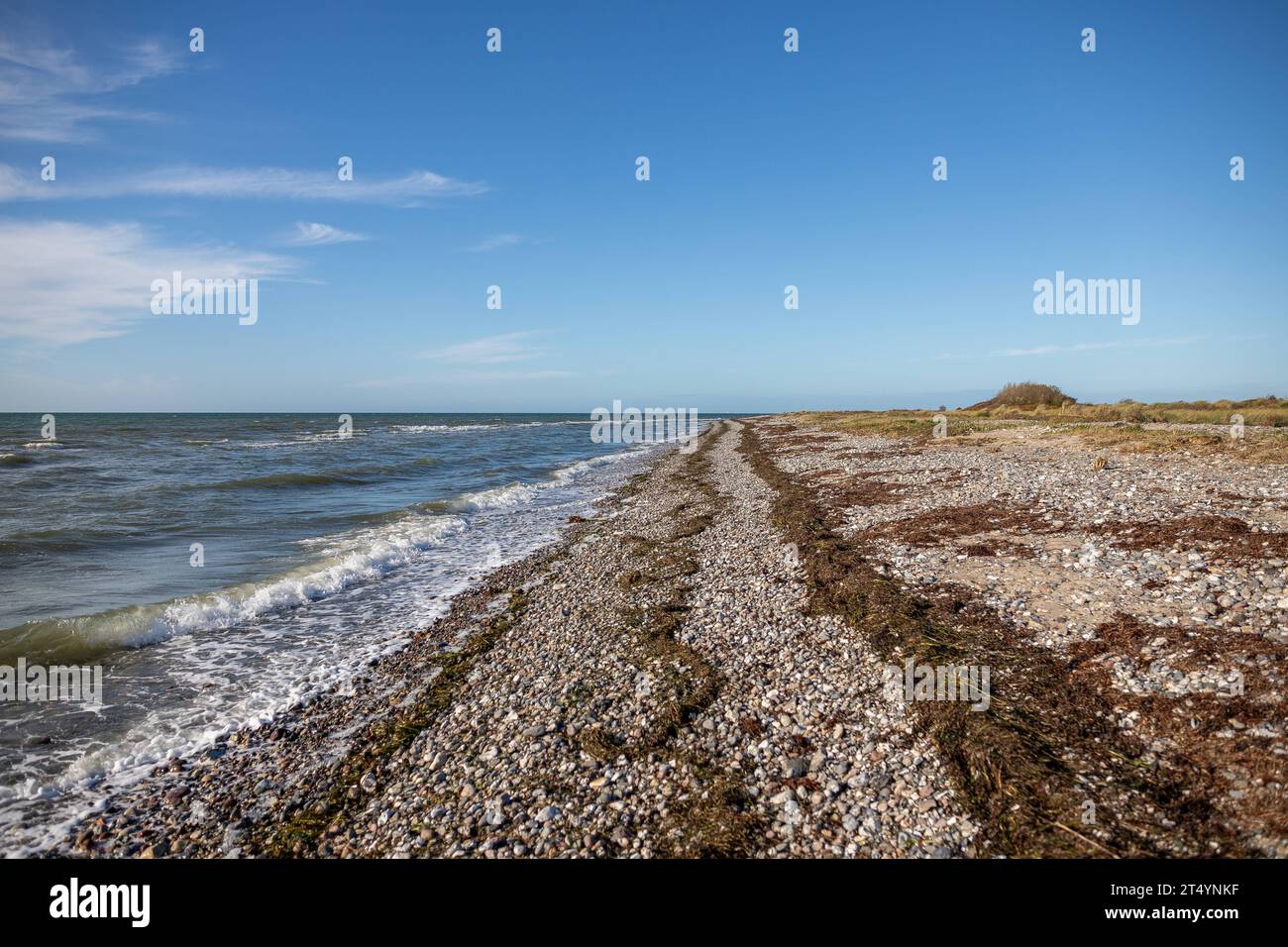 Steinstrand mit algen hi-res stock photography and images - Alamy