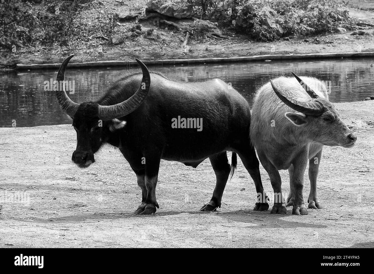 Water buffalo Black and White Stock Photos & Images - Alamy