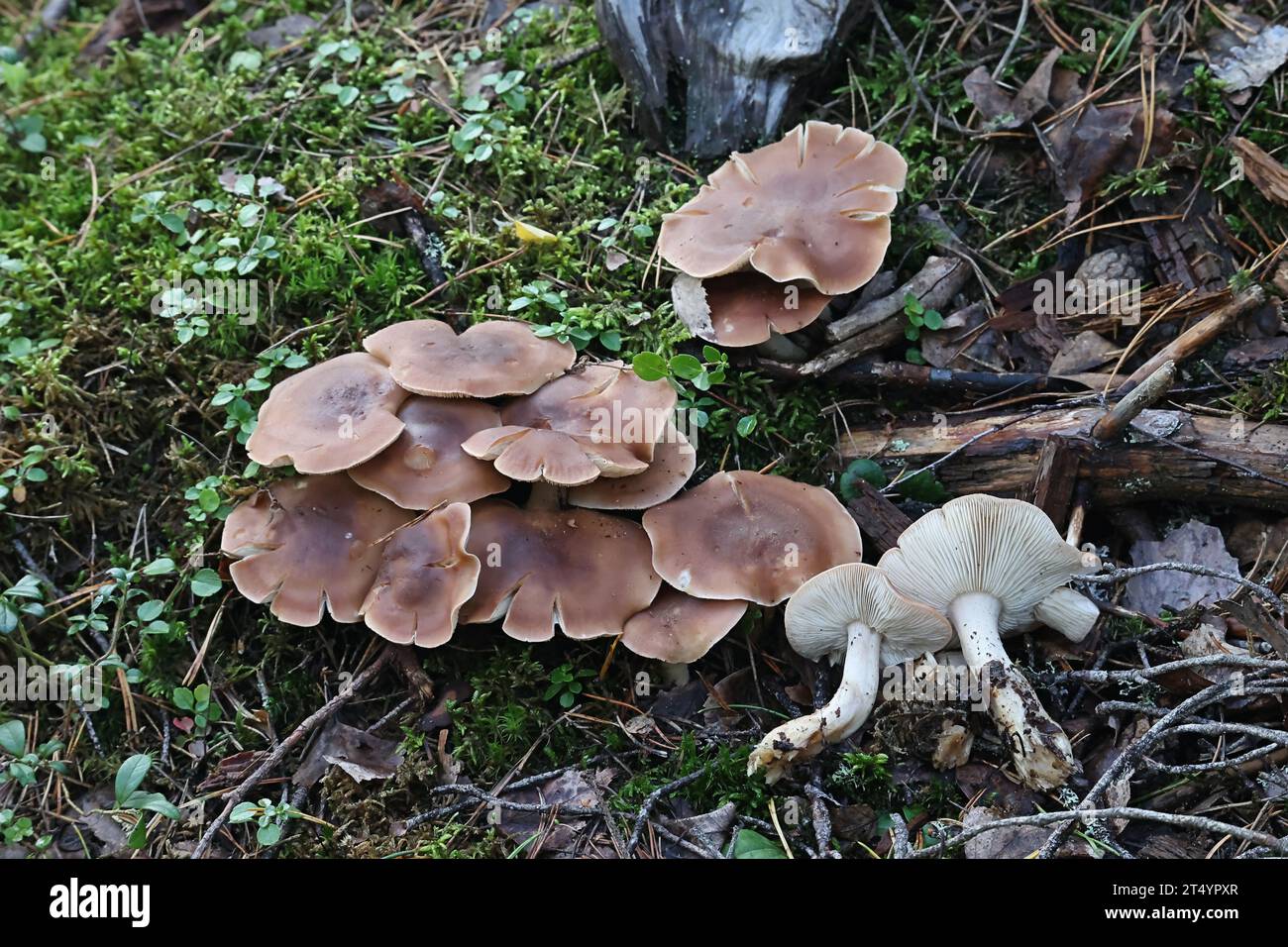 Leucopaxillus gentianeus, also called Leucopaxillus amarus, commonly ...