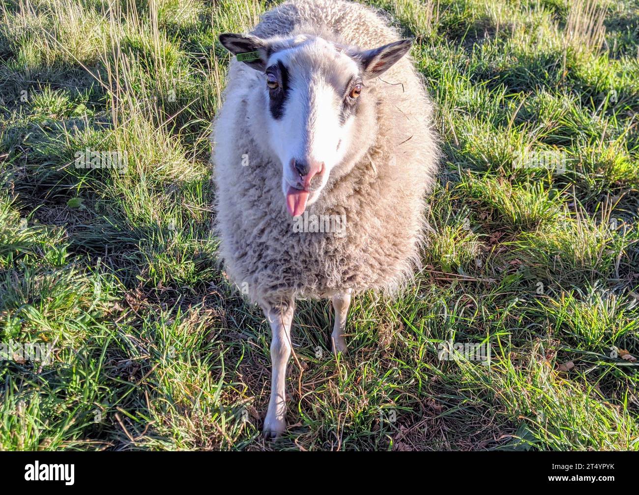 Sheep tongue hi-res stock photography and images - Alamy