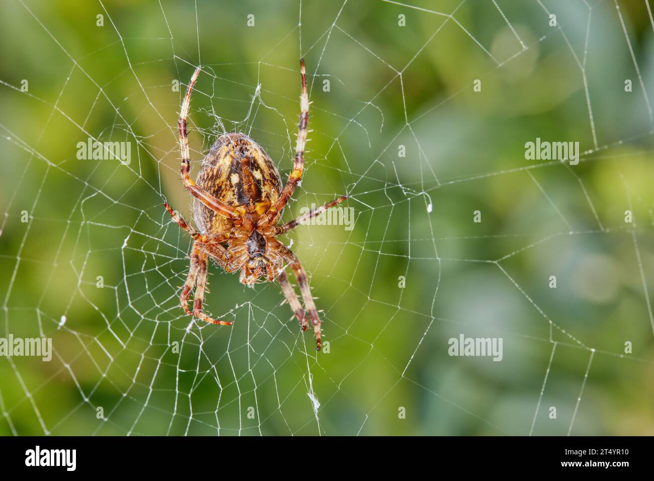The Walnut Orb-weaver Spider. Closeup of a spider in a web against blur ...