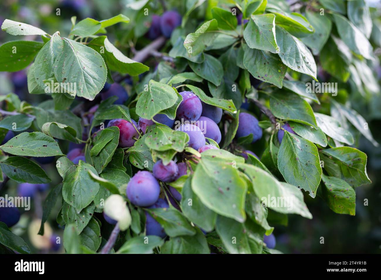 Harvest plums branches ripened juicy hi-res stock photography and ...