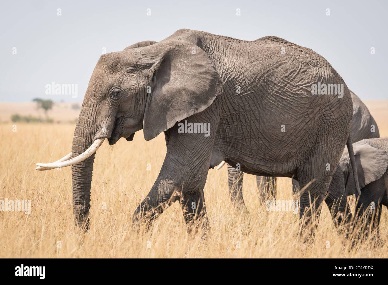 Rainbow elephant bush hi-res stock photography and images - Alamy
