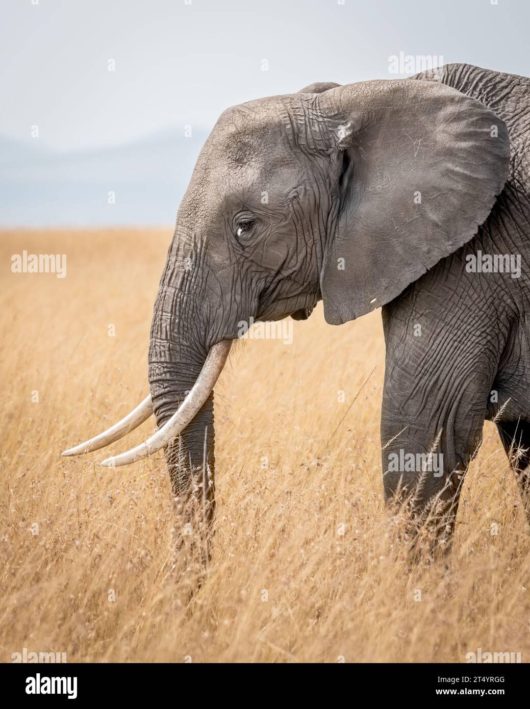Rainbow elephant bush hi-res stock photography and images - Alamy