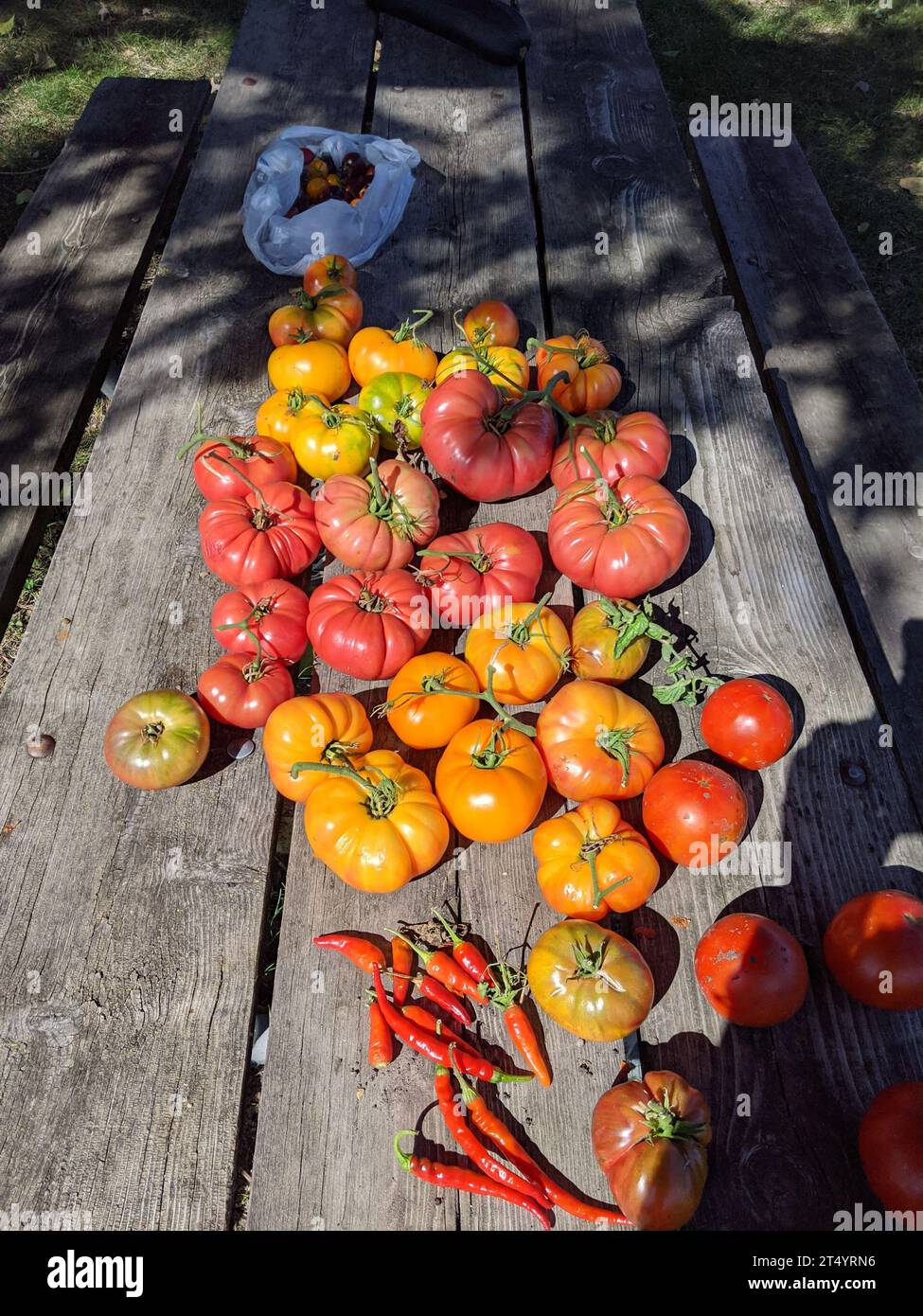 Table of tomatoes hi-res stock photography and images - Alamy