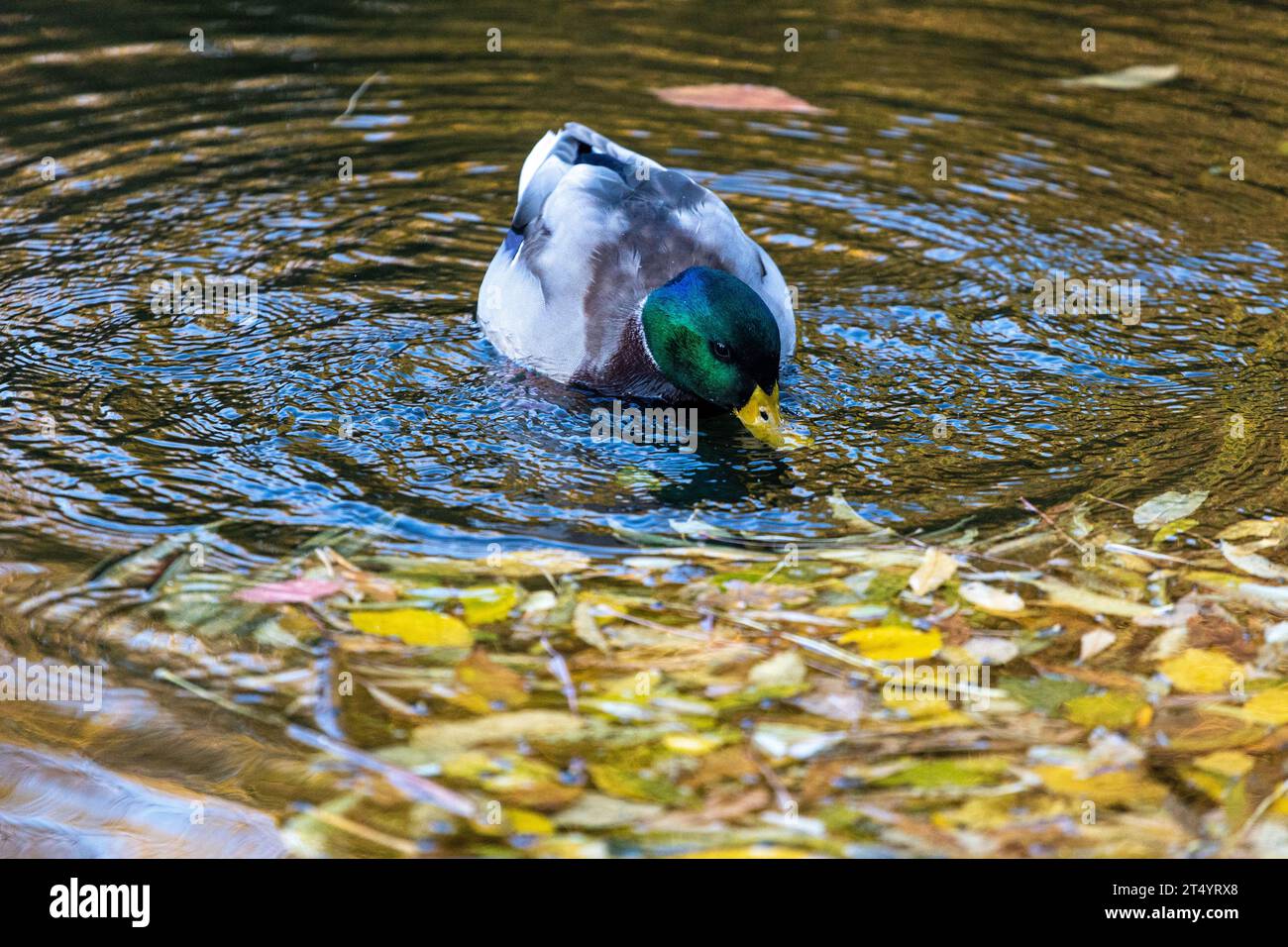 A family of ducks, geese swims in a water channel, river, lake. Lots of ...