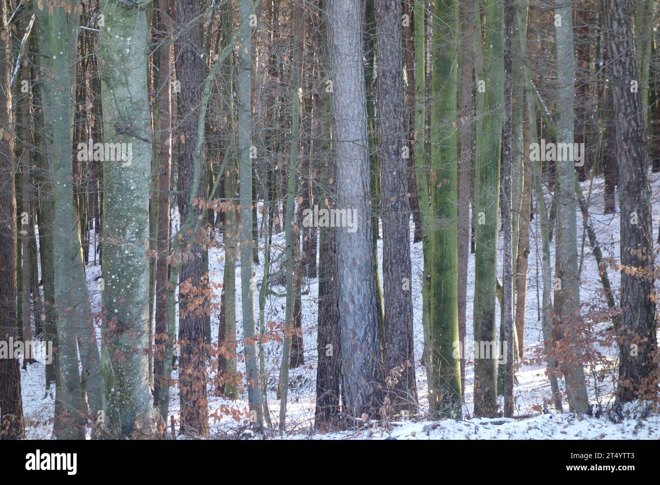 the bark of a tree, the outer layer of a tree the bark of a tree Stock ...